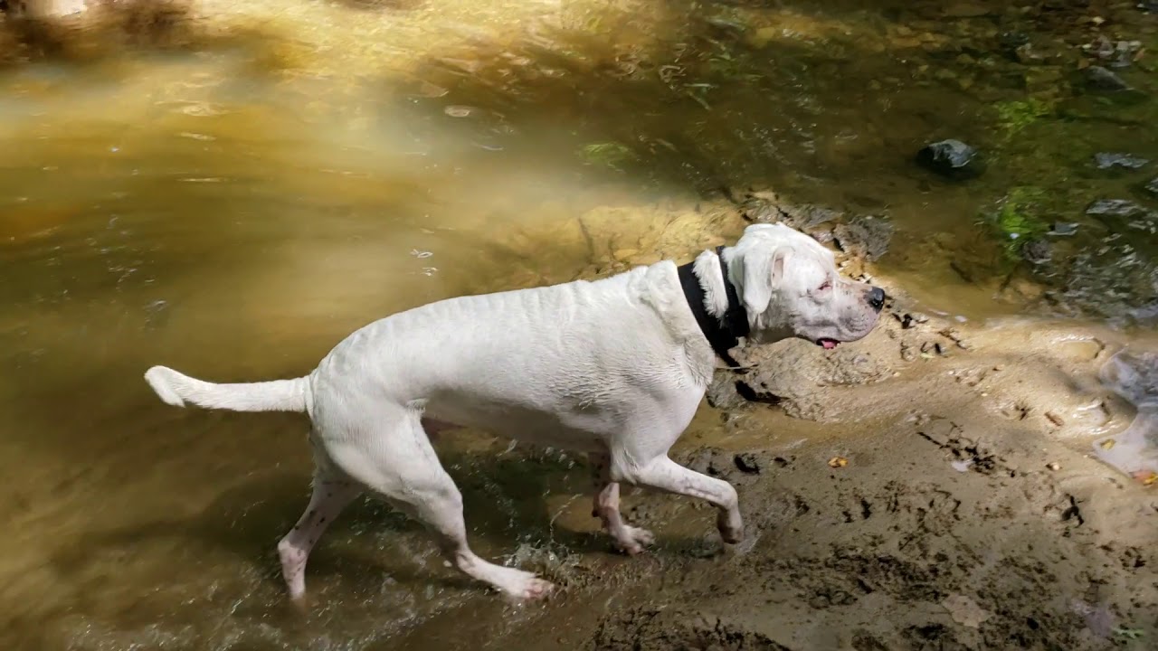 Dogo Argentino walk through the woods - YouTube