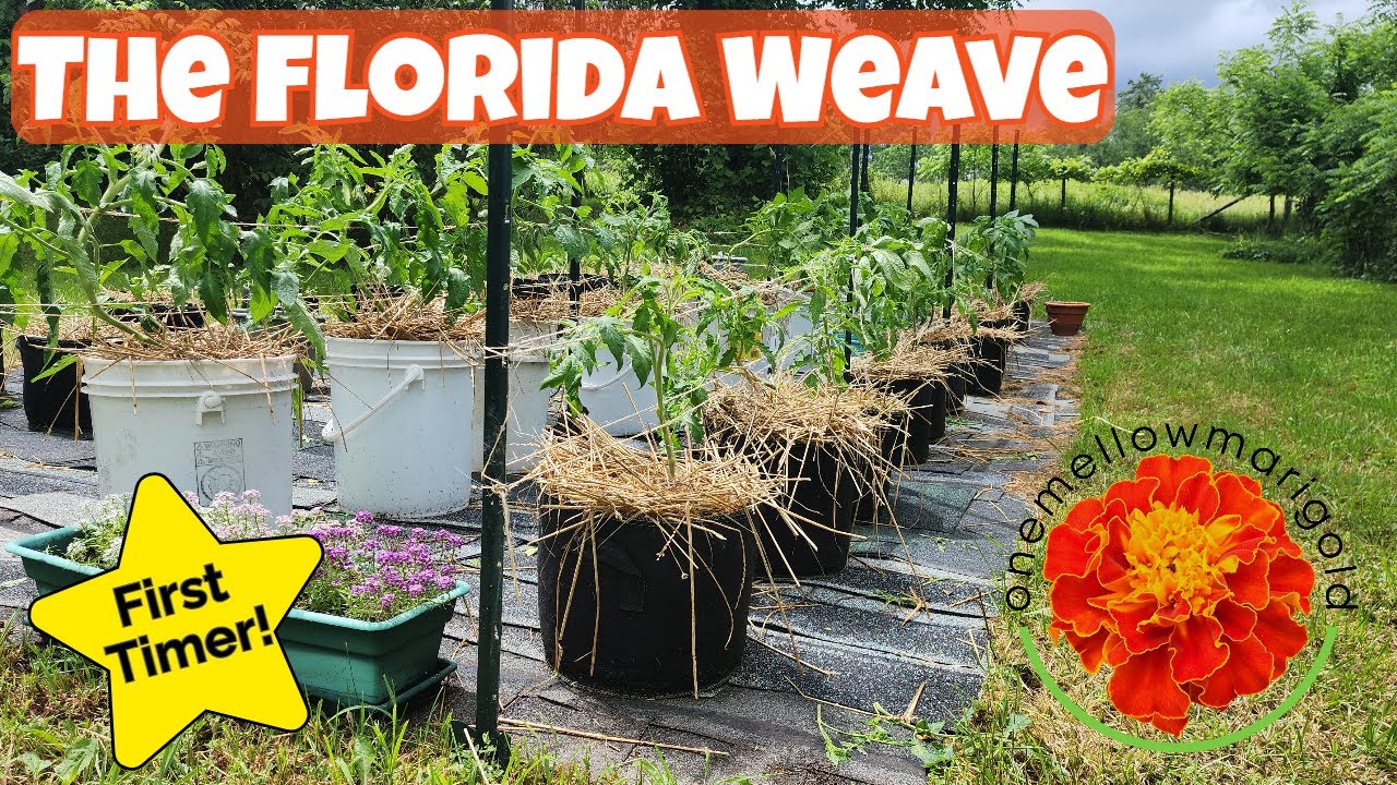 Florida Weave Tomatoes - YouTube