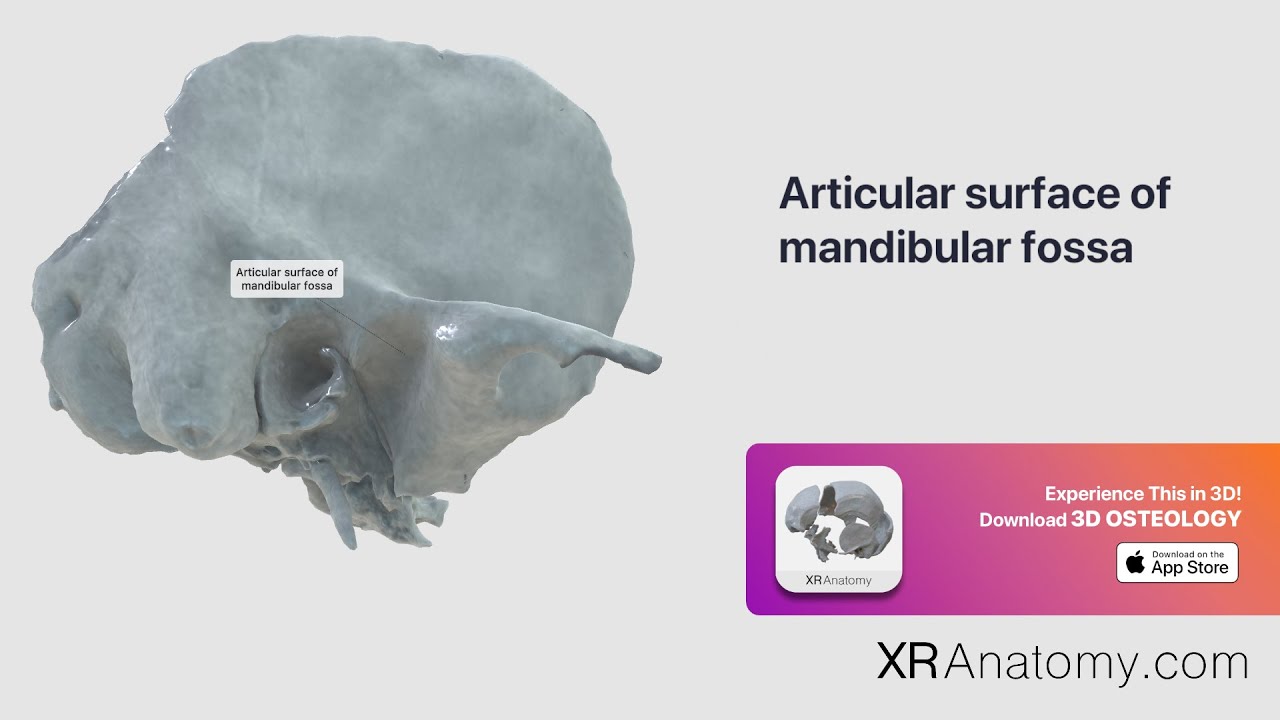 Temporal Bone - Articular surface of mandibular fossa - YouTube