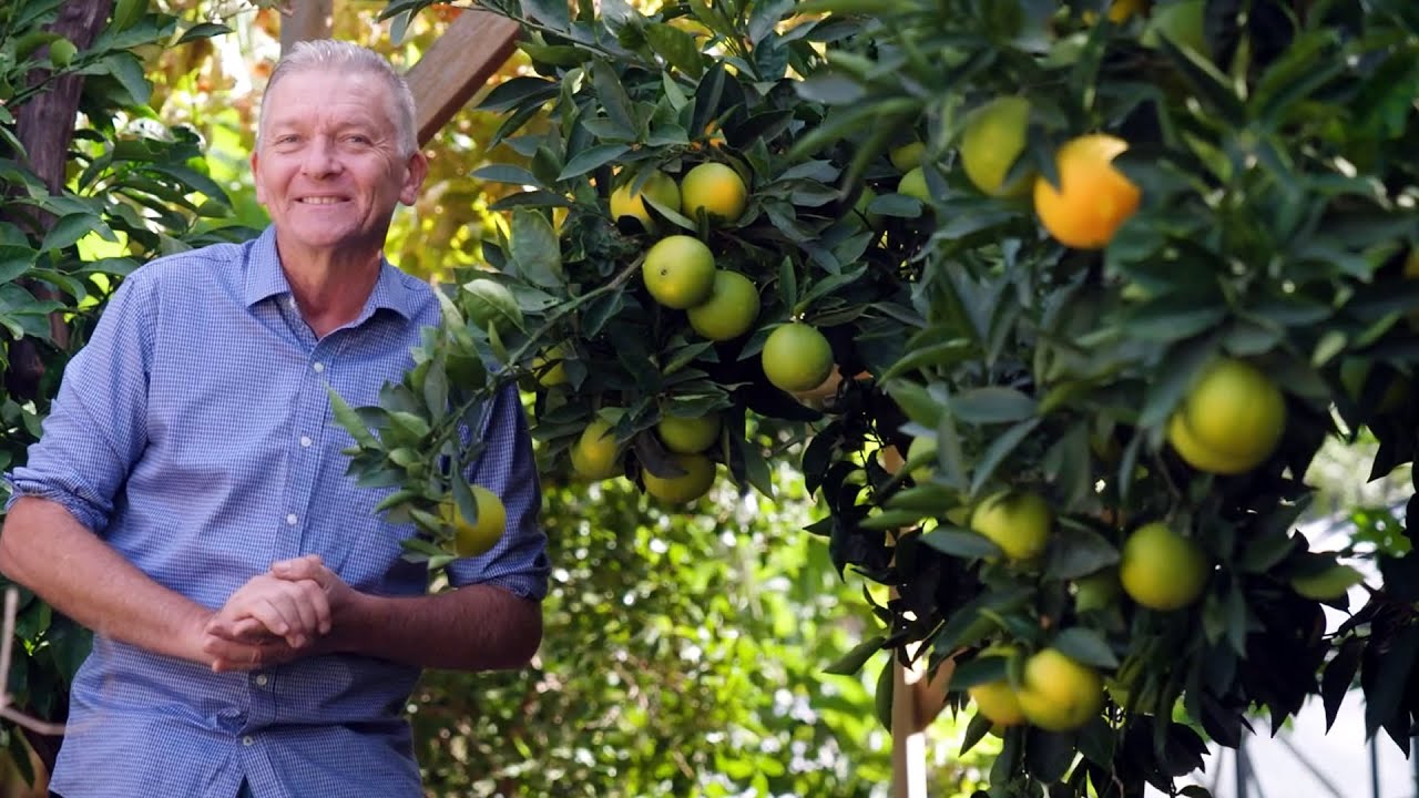 The Garden Gurus - Steps to success with Citrus - YouTube
