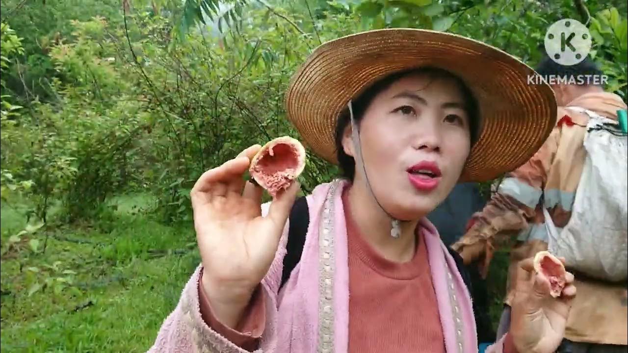 hmoob lub neej mus luaj teb zaub nyuj - YouTube