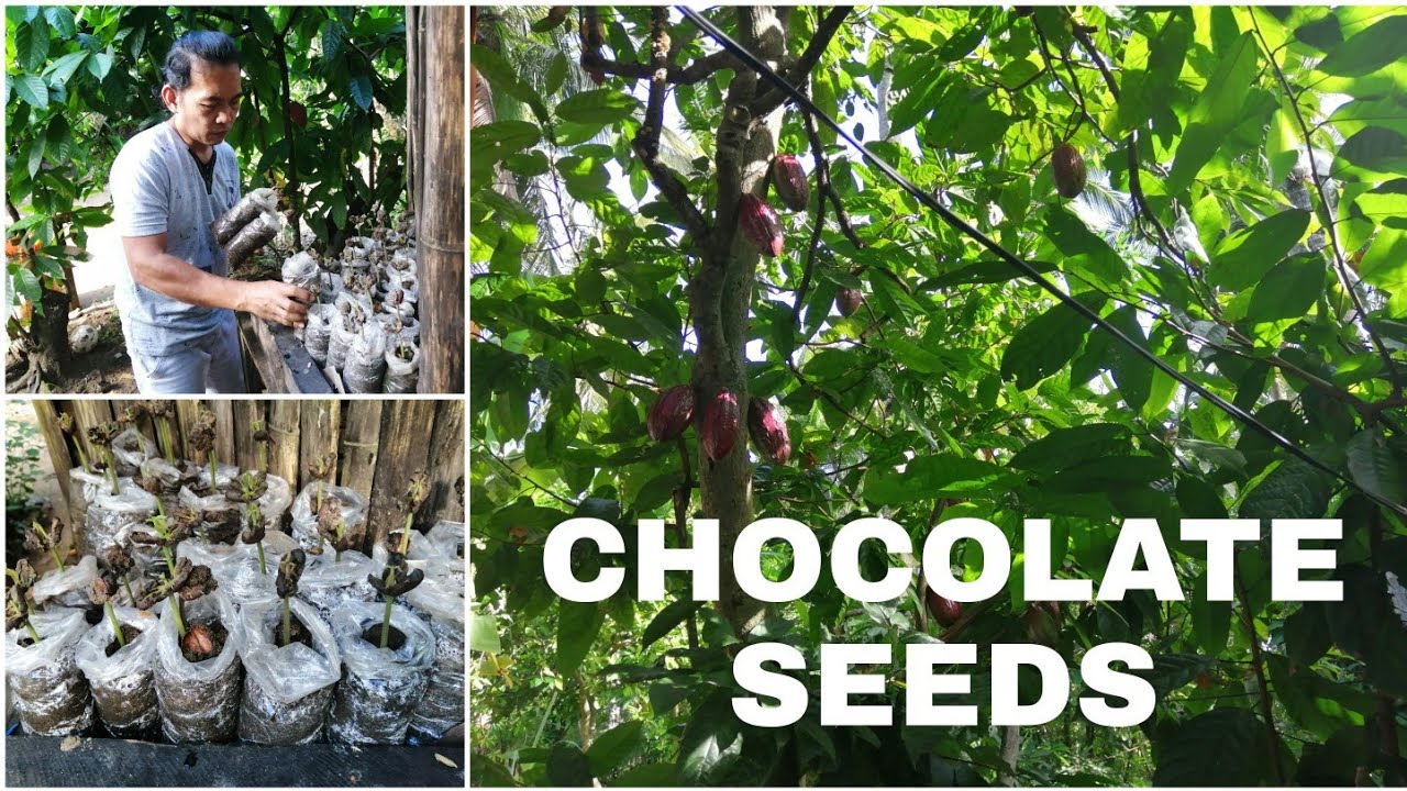How to Grow CACAO seeds 🌱 - YouTube