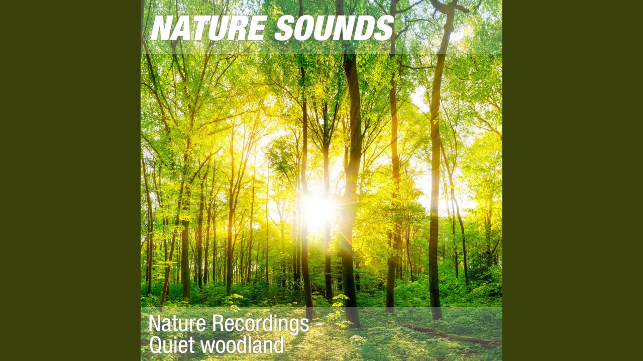 Nature Sounds For Zen Meditation And Shiatsu Massage Peaceful Forest