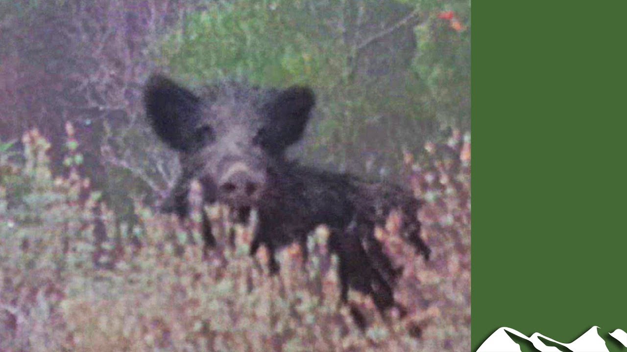 Hunting speedy wild boar in Corsica - YouTube