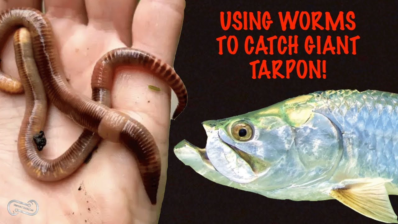USING WORMS TO CATCH MASSIVE TARPON SUMMER PALOLA WORM HATCH FLORIDA ...