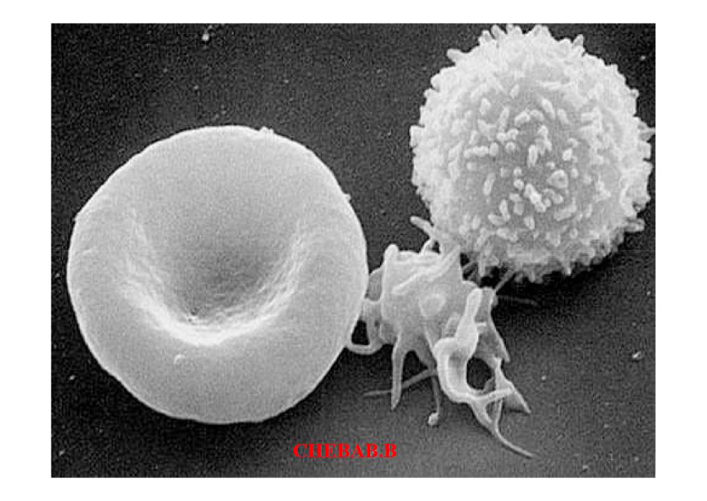 HISTOLOGIE LE TISSU SANGUIN - YouTube