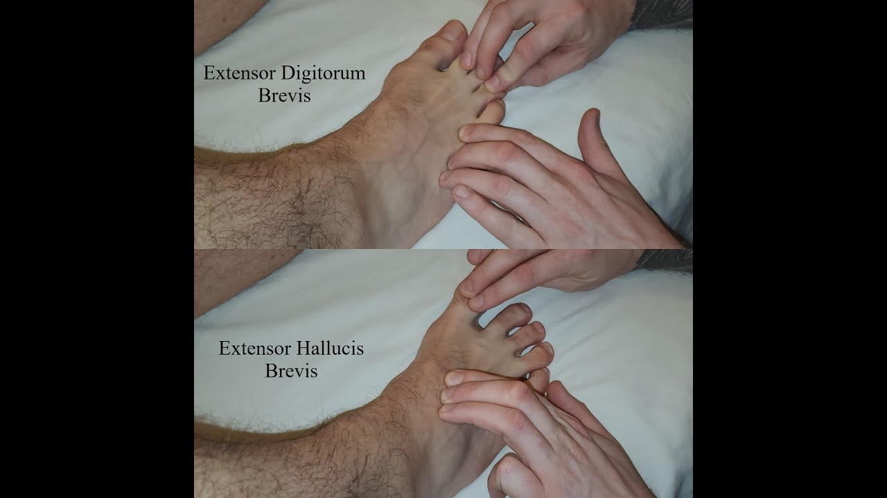 Muscle Palpation - Extensor Digitorum Brevis & Extensor Hallucis Brevis ...