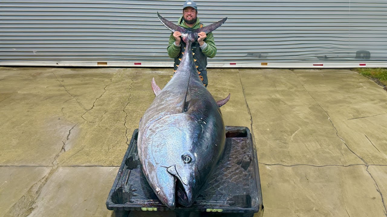 The Biggest Fish I Will Ever Catch (Commercial Bluefin Tuna) - YouTube