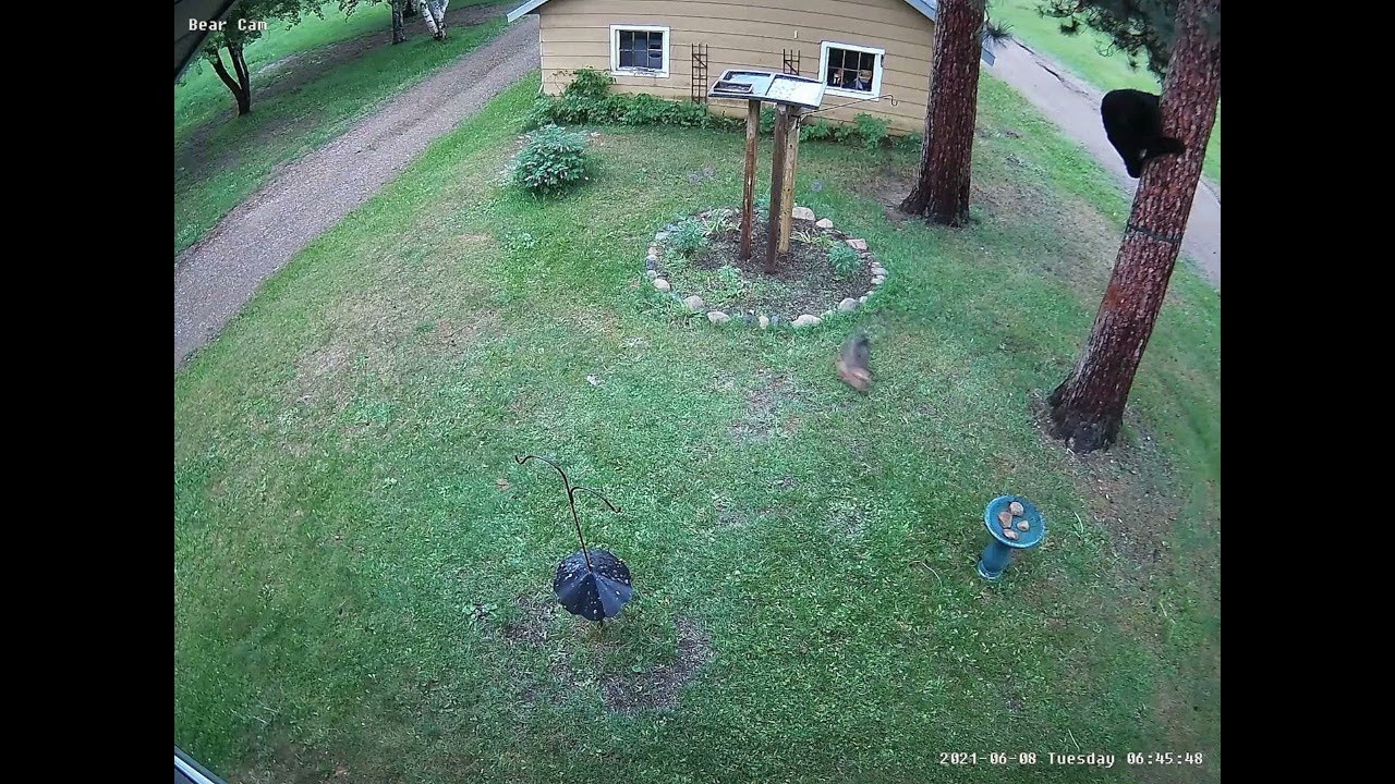 Tiny Dog Chases Bear up Tree || ViralHog - YouTube