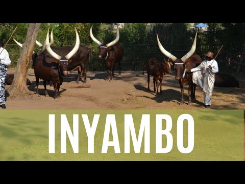 Inyambo: Inka zifite imico nk'iy'abantu II Ingoma yogeye TV yazisuye mu Rukari