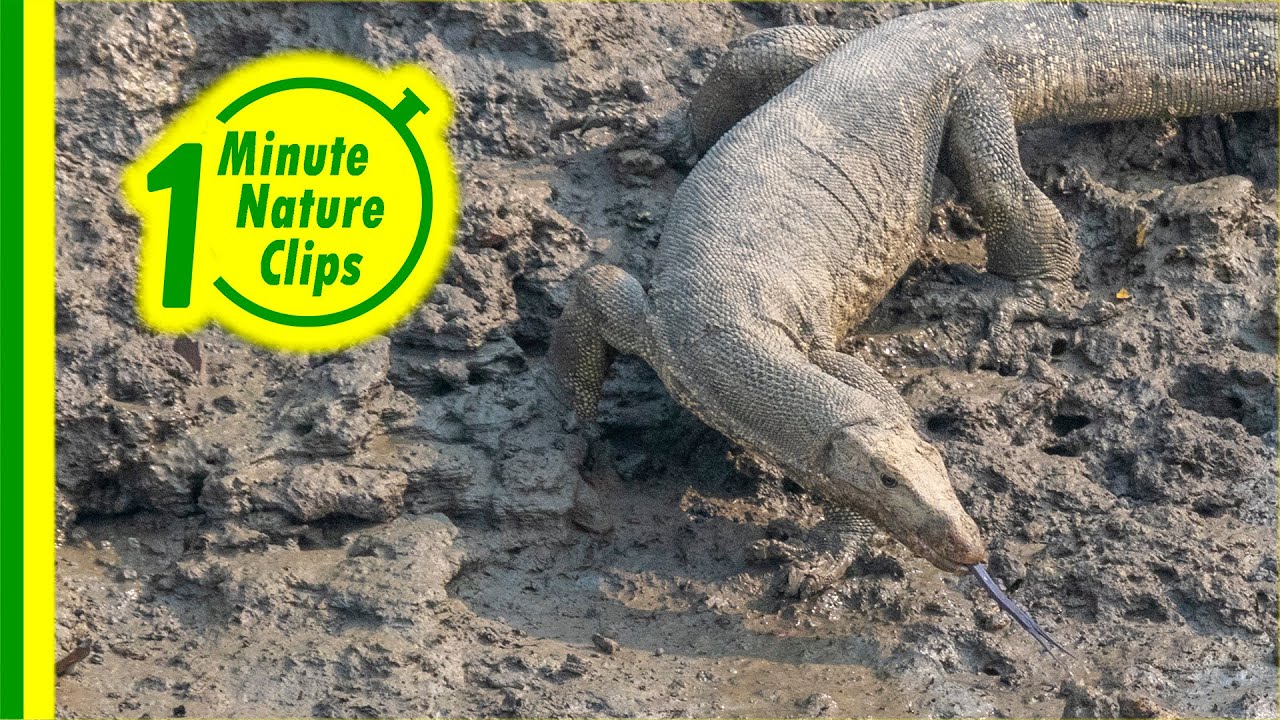 Bengal monitor lizard Indian Monitor - Sundarbans National Park , India ...