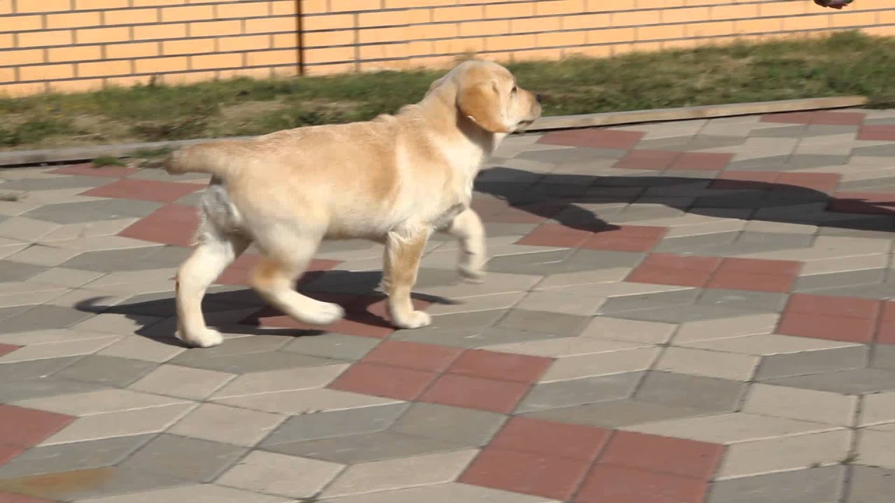 Konsul Lab Grand Canyon - 3m - YouTube