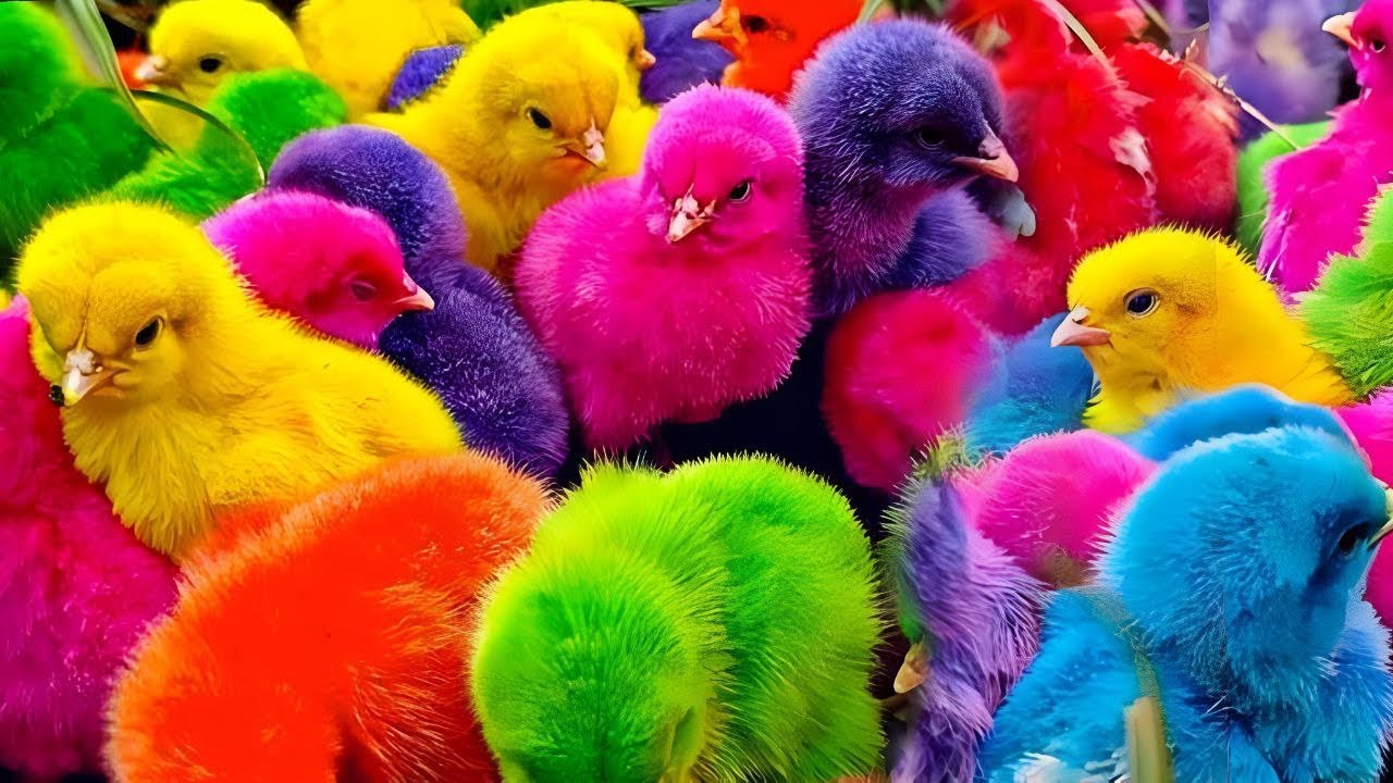 Catch cute chickens, colorful chickens, crazy rainbow chickens, rabbits ...