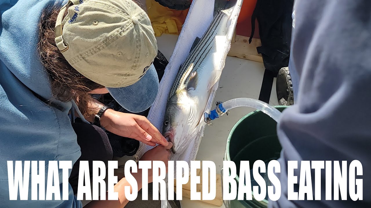 WHAT Are Striped Bass Eating? "Understanding the Foraging Ecology of ...