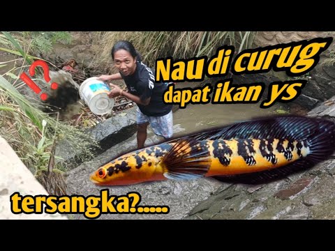 Nau ikan di curug dapat Cana (YS) tersangka?.... - YouTube