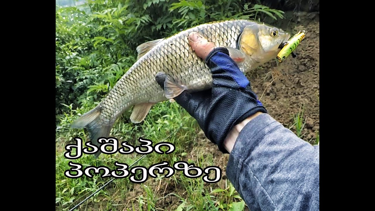 ქაშაპი პოპერზე Kot Fishingtv Spiningit Tevzaoba - YouTube