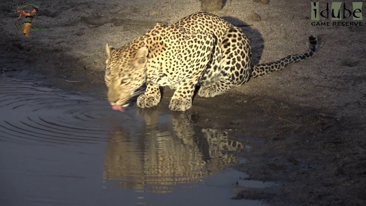 Male Leopard Drinking At Night - YouTube