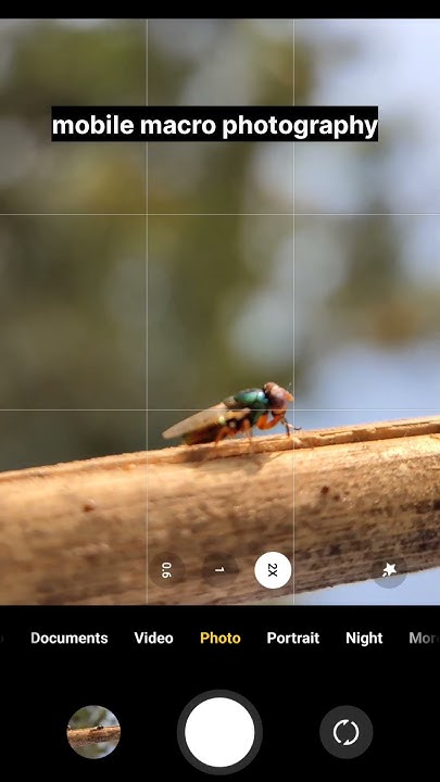 smartphone macro photography #shorts #macro #mobilephotography - YouTube