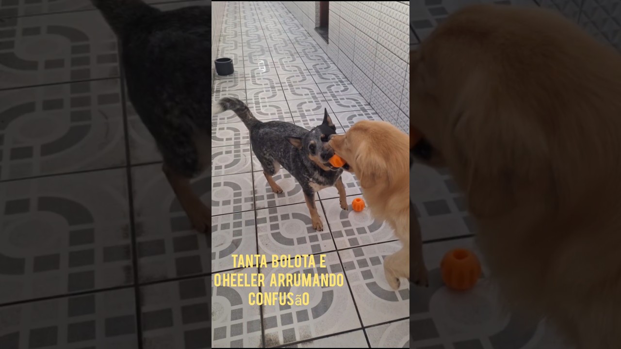 Quem tem um golden retrivier e um blue heeler é assim toda hora e eu dou muita risada 🐾🥰🐶🦝😅🏀🏀 ...