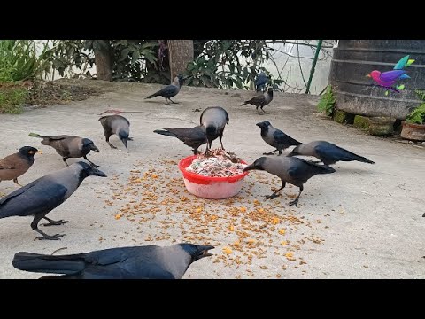 Crow sound of kaka - Crow bird live crowing sounds | Crow crying ...