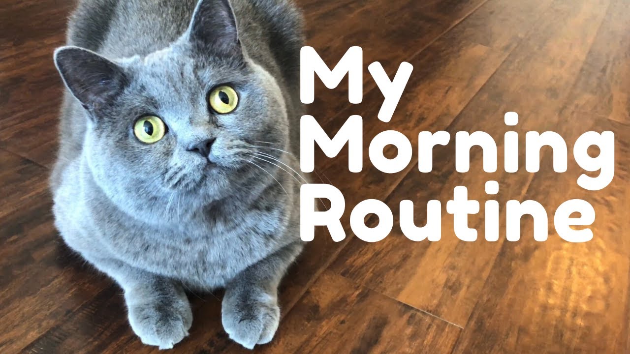 Drogo The British Shorthair Cat - Daily Morning Routine - YouTube