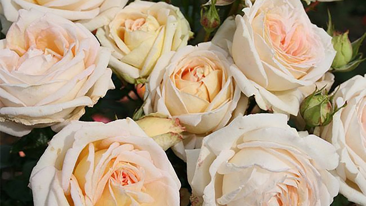 Madame Anisette Grandiflora: Maplewood Rose Garden - YouTube