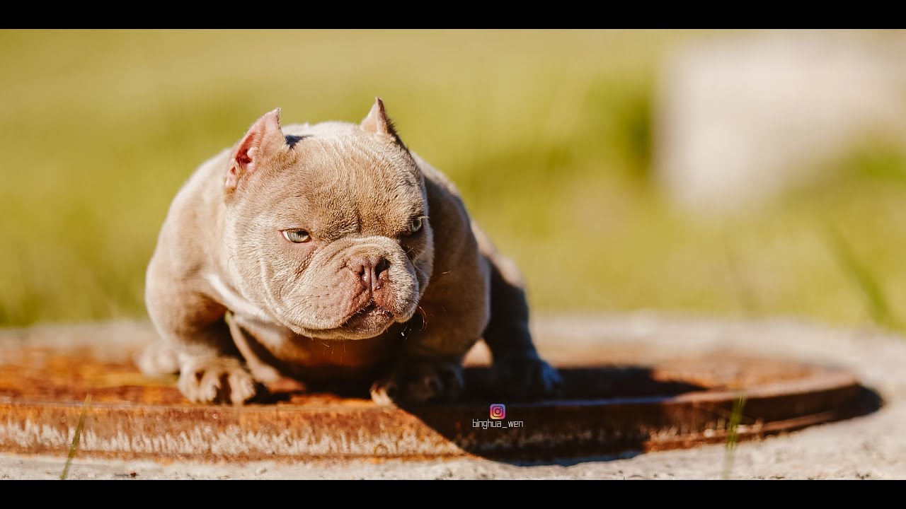 Exotic bully-Taz Line mini bully - YouTube