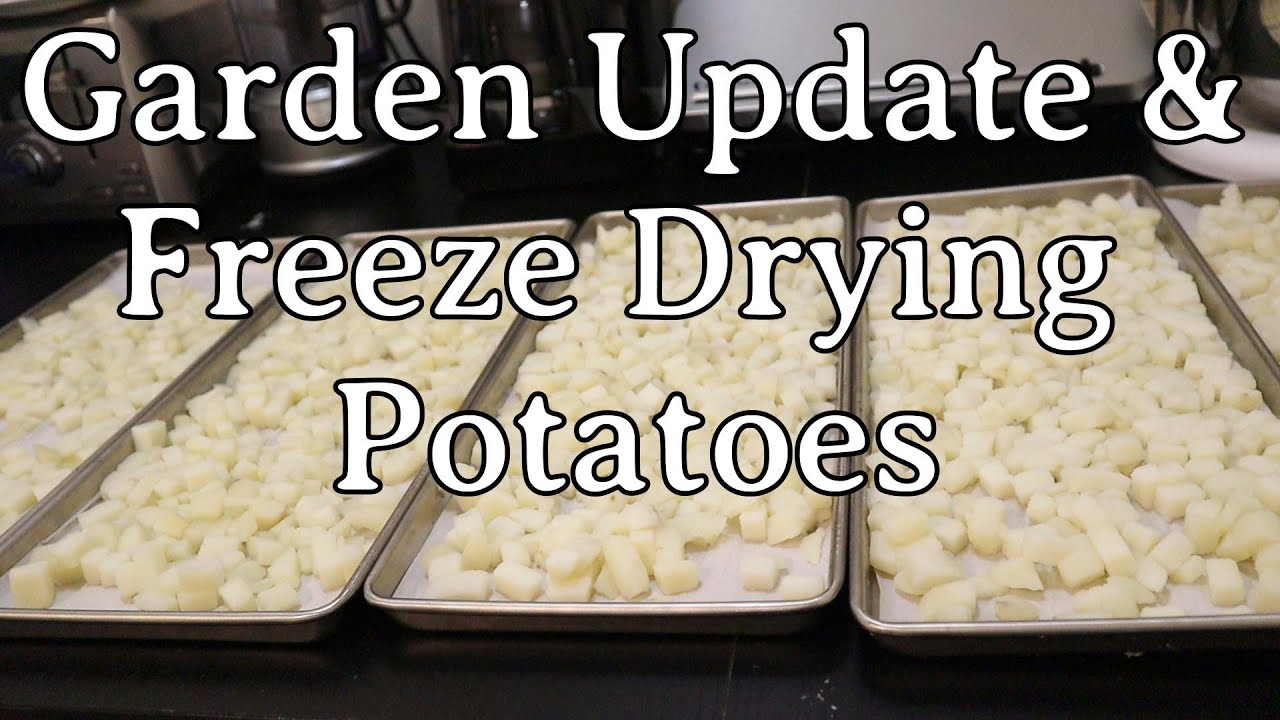 Garden Update & Freeze Drying Potatoes - YouTube