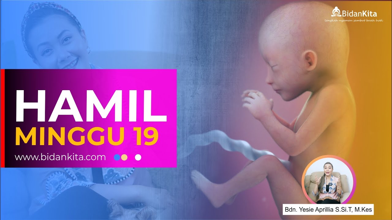 Minggu 19 - Kehamilan dari minggu ke minggu - YouTube