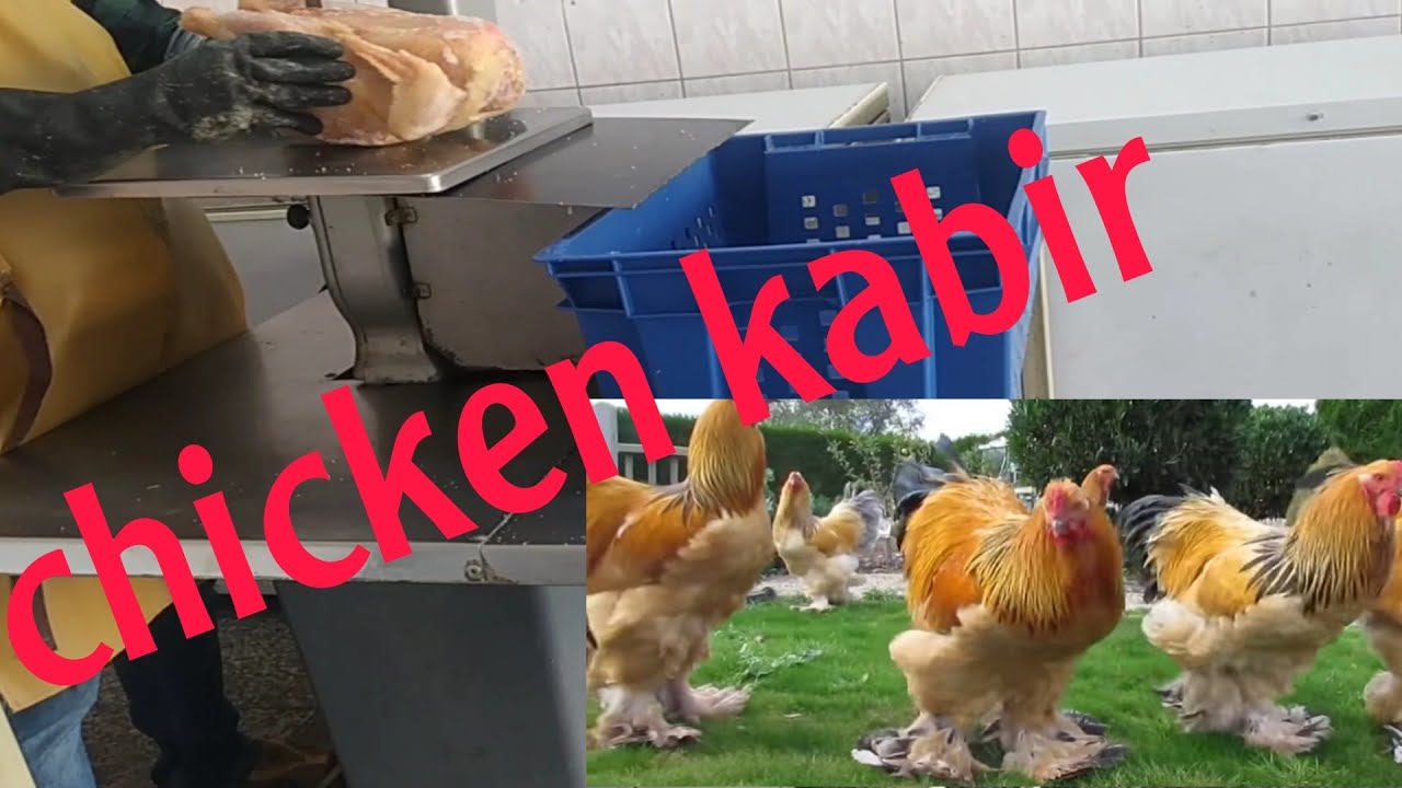 buying kabir chicken /LPG ..@Boy Cabato Vlogs. - YouTube