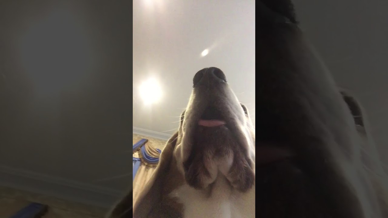 asmr cute dog panting 🥯🐶 - YouTube