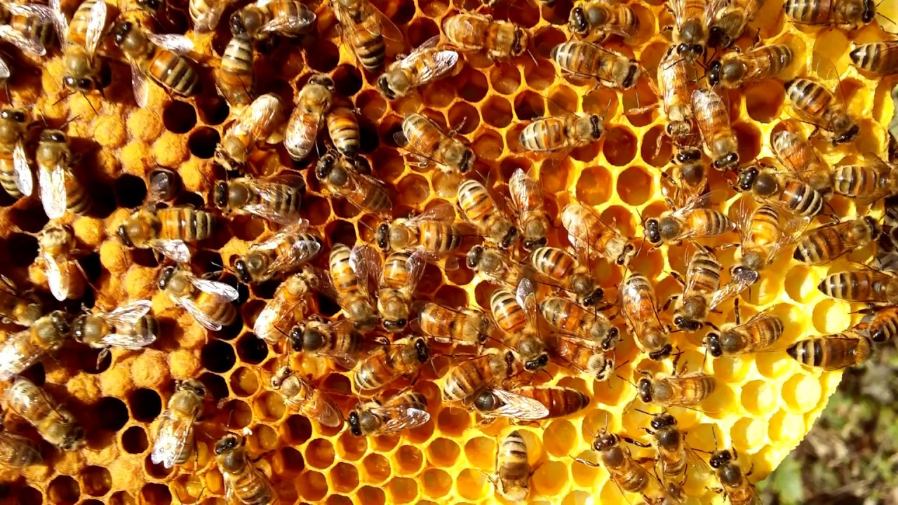 The Bee's Design - YouTube