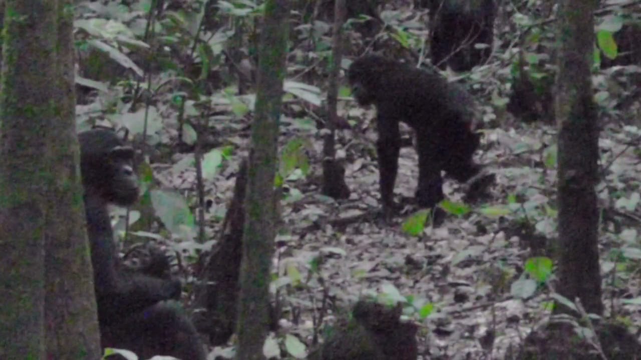 Bonobo gesture - Foot present (Example 2) - YouTube