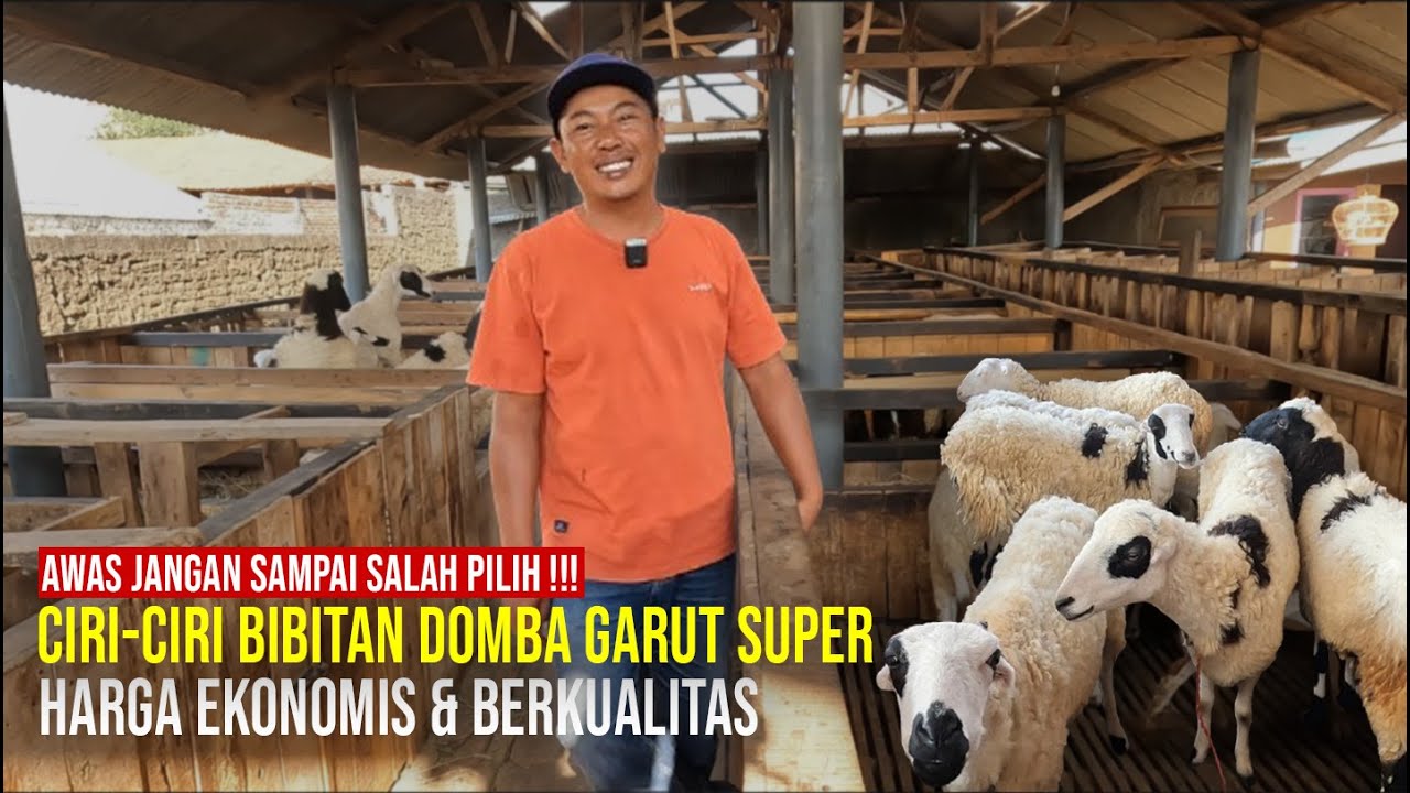 Tips Cara Memilih Bibit Domba Garut Super Agar Dapat Mencetak Bibit ...