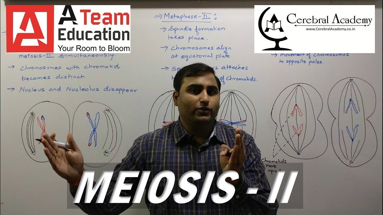 Meiosis 2 Cell Division Class 10 Biology Class 11 YouTube meiosis-2-cell-division-class-10-biology-class-11-youtube
