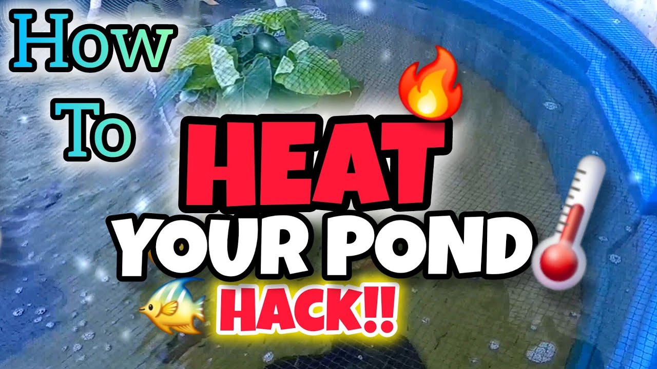 How to Heat your POND Hack Saved My Fish! (Budget-Friendly & Easy ...