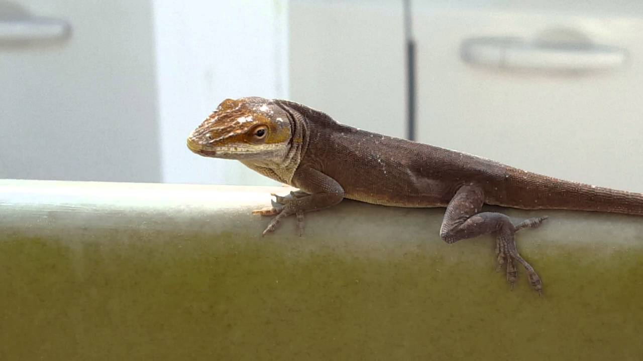 Big anole lizard on our back porch - YouTube