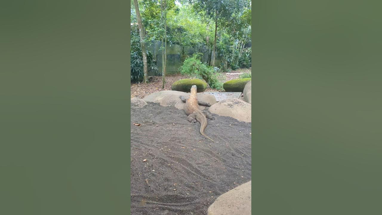 Komodo Dragon - YouTube