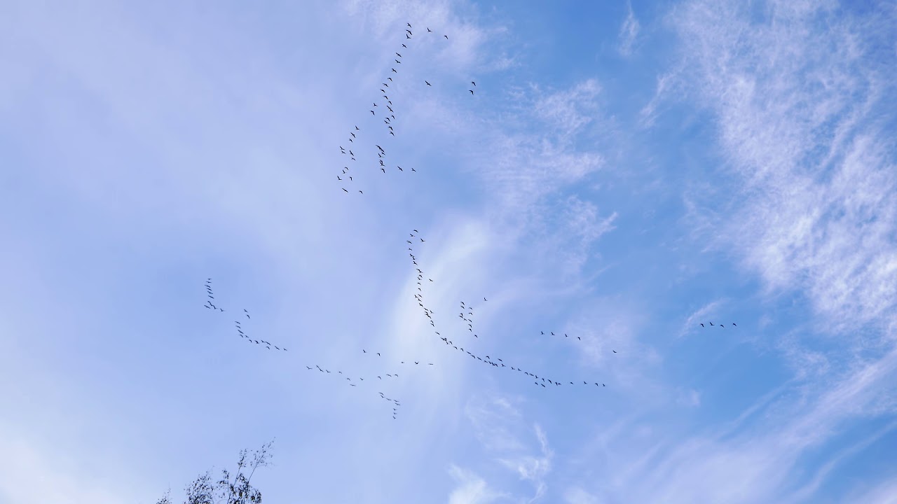 Geese heading south for winter - YouTube
