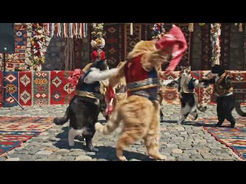 Halay çeken kediler