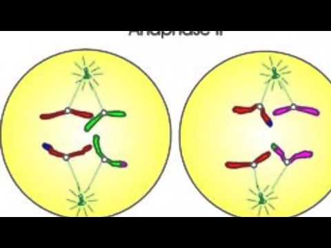 Bio Mitosis and Meiosis Song - YouTube