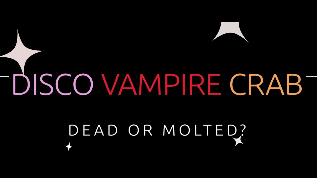 Molted or Dead? Disco Vampire Crab - YouTube