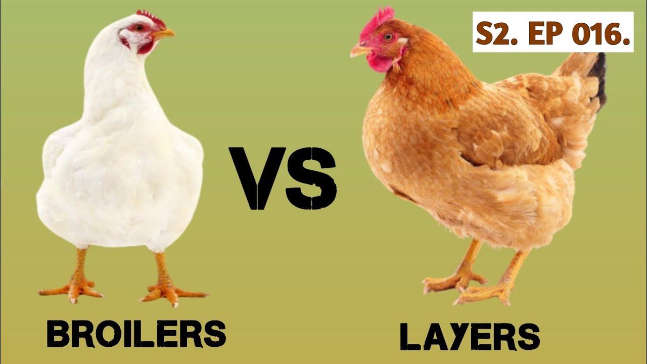 Nabard Broiler Farming Project