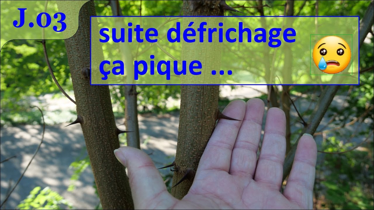 Jour 03 - suite défrichage ça pique ... - YouTube