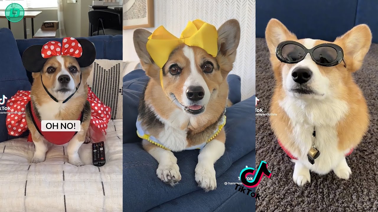 Hammy & Olivia Corgi Funny TikTok Videos 2022 | Best Hammy and Olivia ...