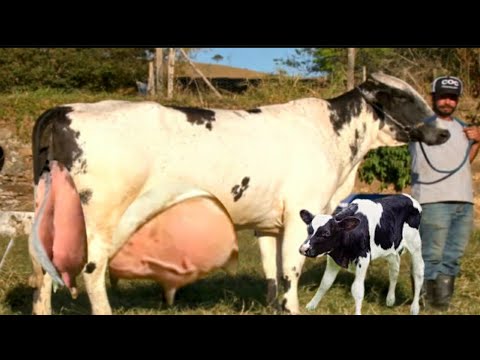 Top 10 Biggest Udder Highly Milking Cows Breed in the World | world record Cow 127 Litters Milk ...