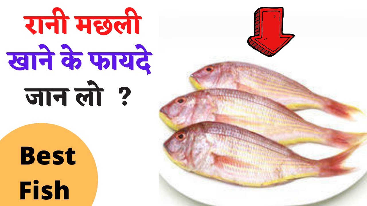 रानी मछली खाने के फायदे | Health Benefits Of Eating Pink Perch | the ...