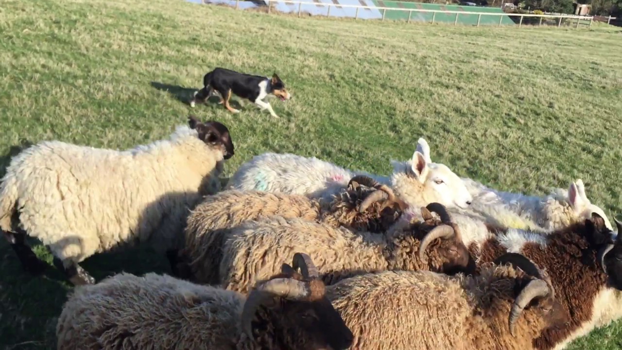 Ireland Irish Sheep Dog Personal York Family March 20, 2017 - YouTube