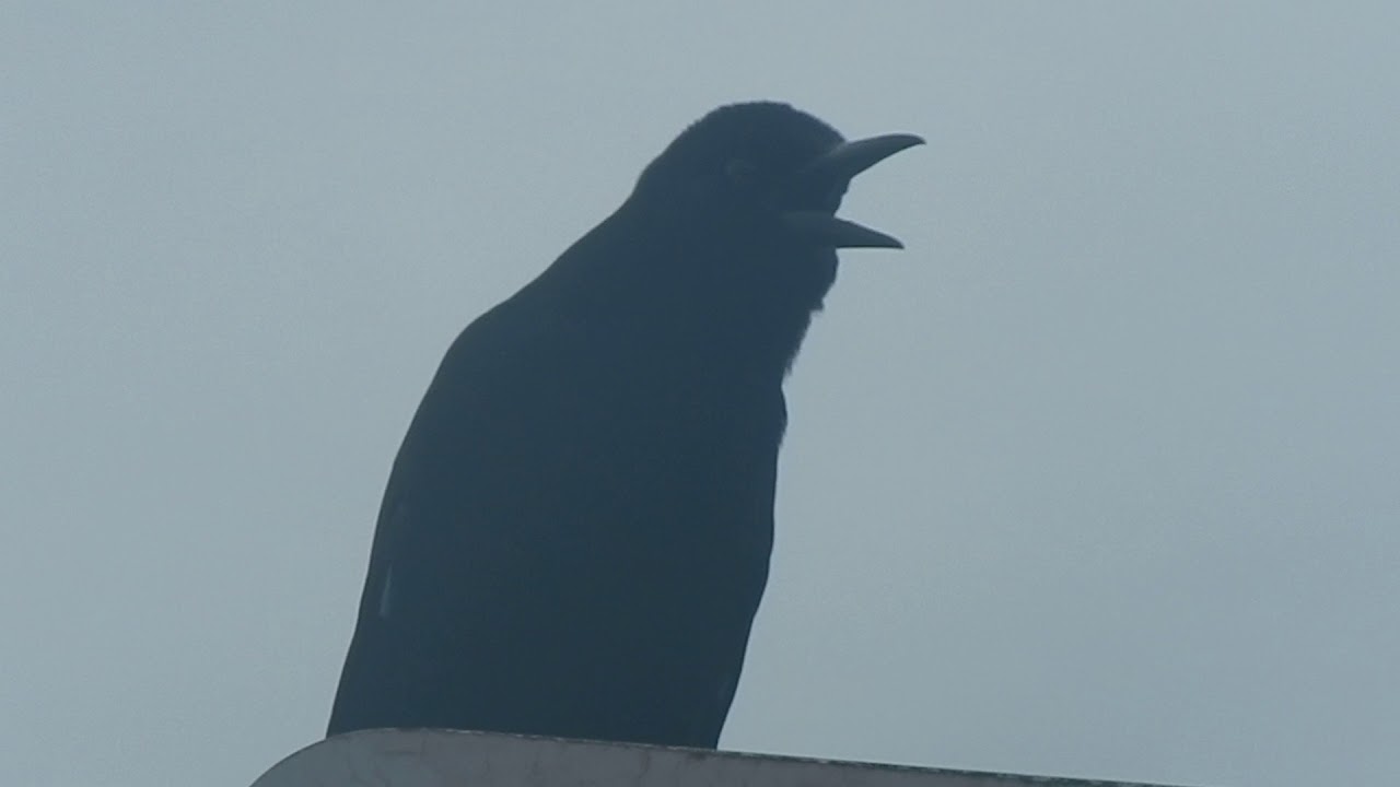 Singing Crow - YouTube