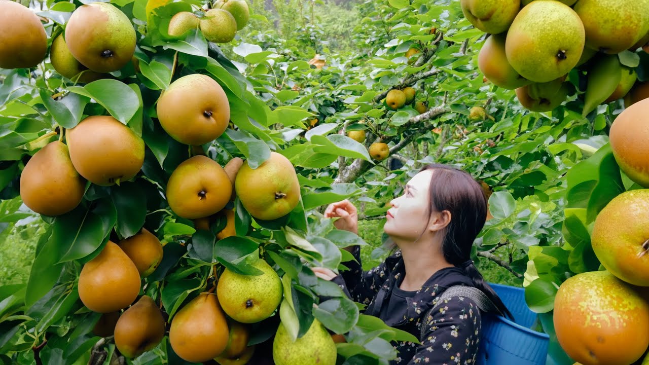 Single Mom and Daughter Harvest Pears to Sell at the Market - Building ...